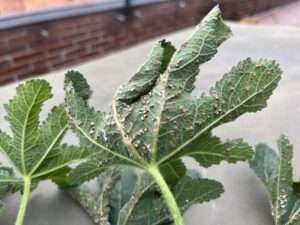 La roya de malva. Cómo identificar y manejar esta plaga.