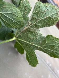 La roya de malva. Cómo identificar y manejar esta plaga.