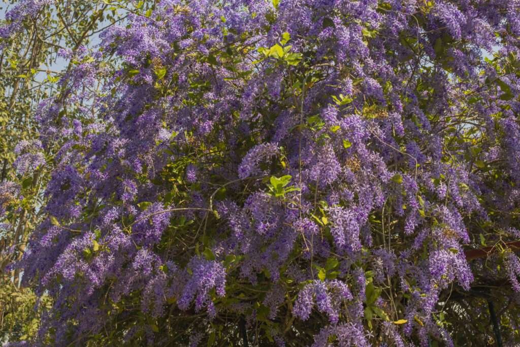 Petrea volubilis: la enredadera tropical más bella