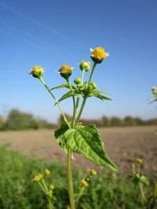 La guasca: entre maleza global y tesoro culinario bogotano